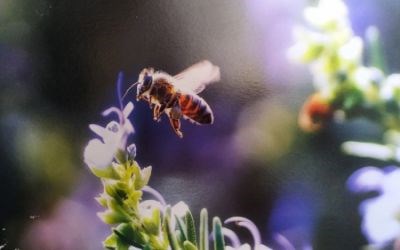 Knjižnice grada Zagreba - Pčela - najvažnije živo biće na planetu